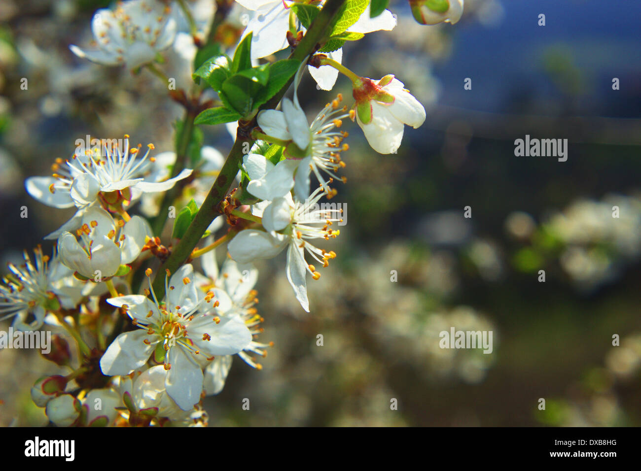 Beautiful spring bokeh Stock Photo - Alamy