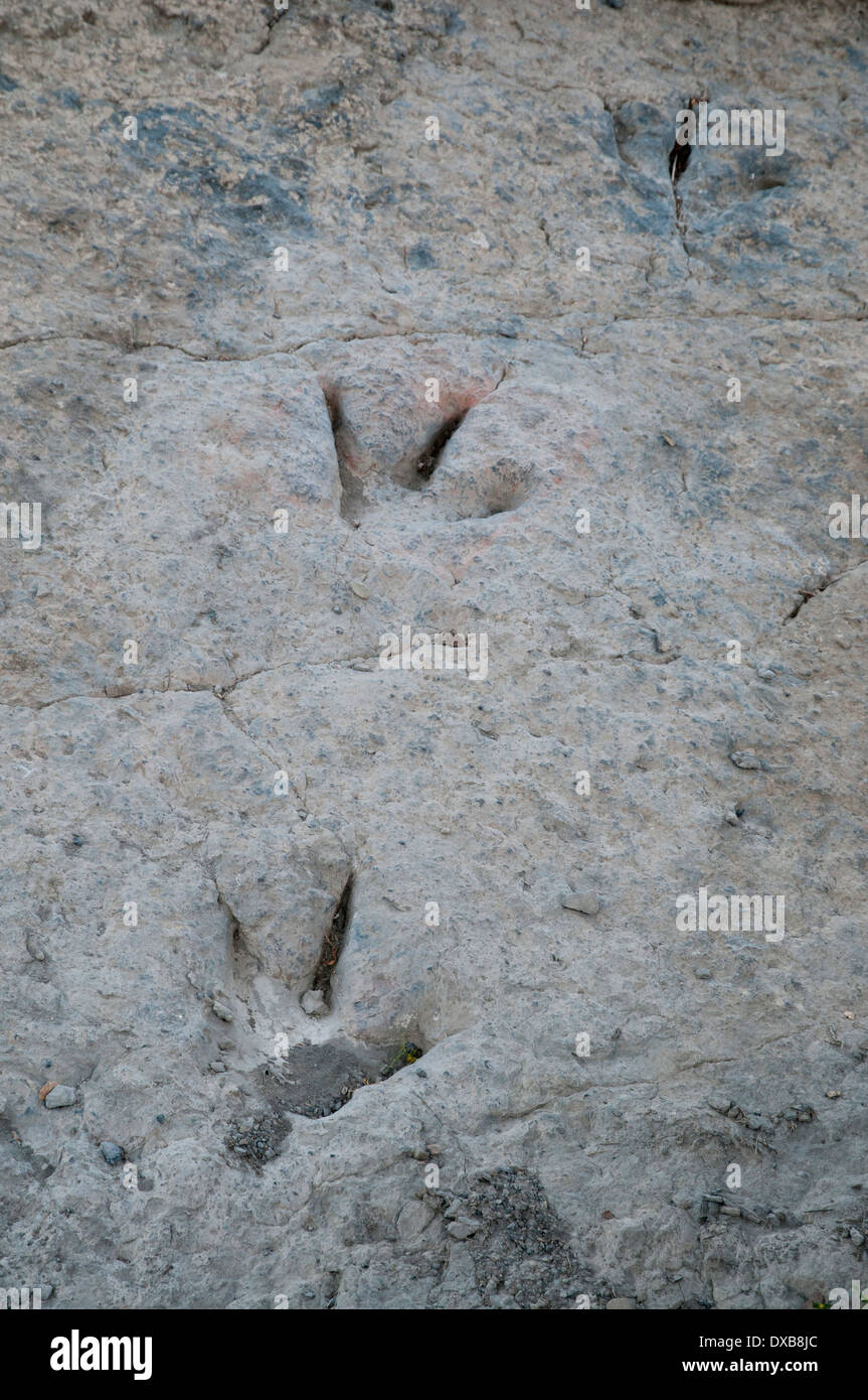 Theropod carnivorous dinosaur footprints (or ichnites) in a flat rock ...
