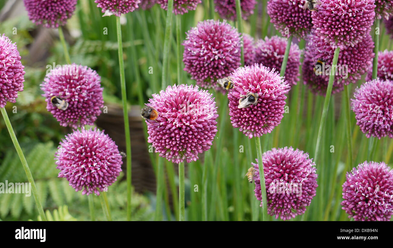 loads of bees Stock Photo - Alamy