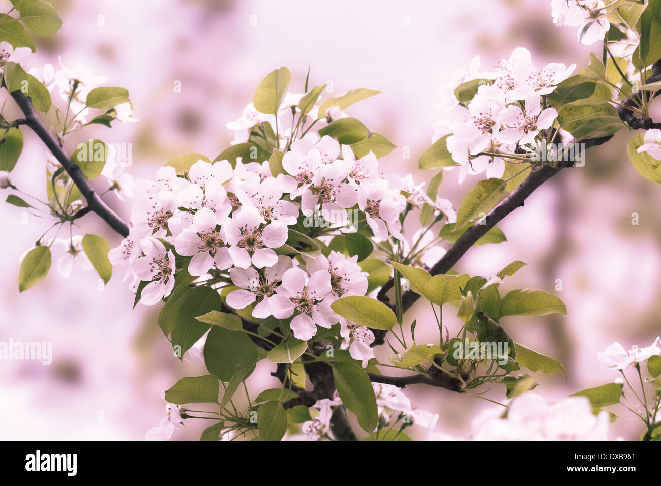 Pear tree flower blossom pink hi-res stock photography and images - Alamy