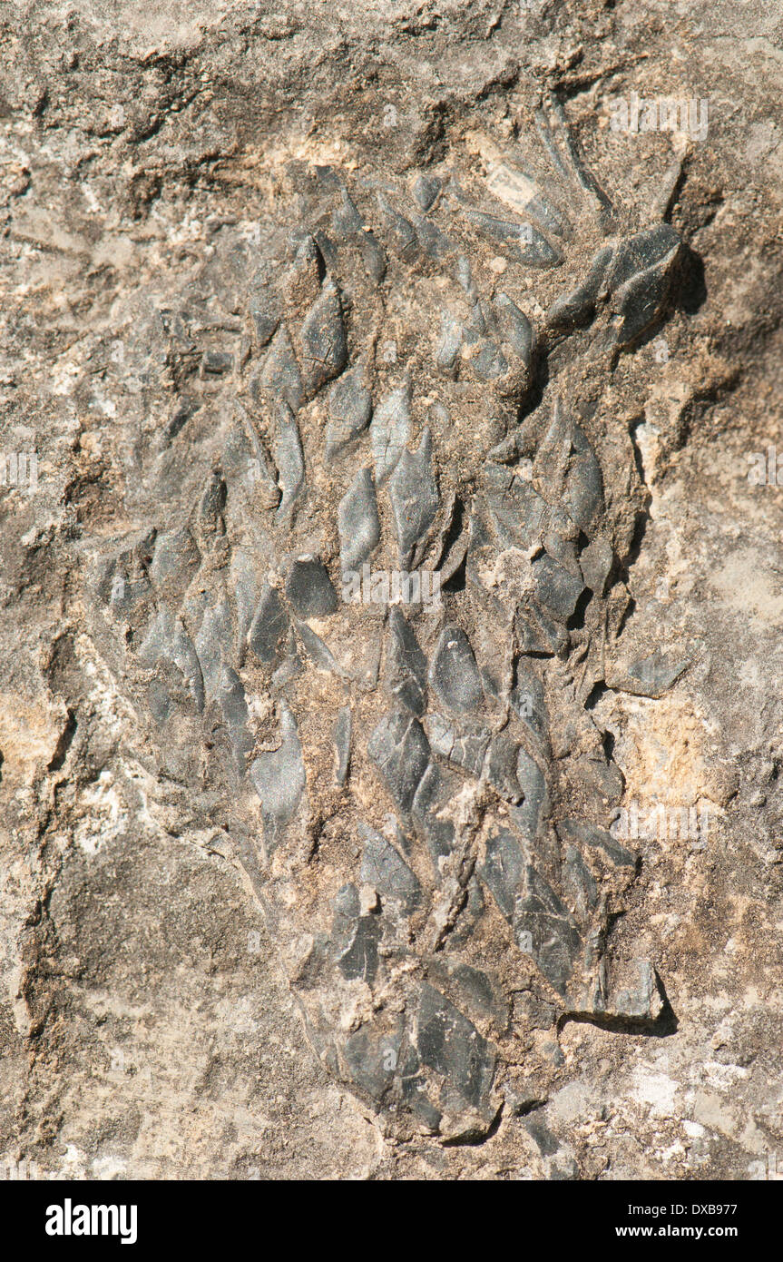 Fossil fish scales hi-res stock photography and images - Alamy