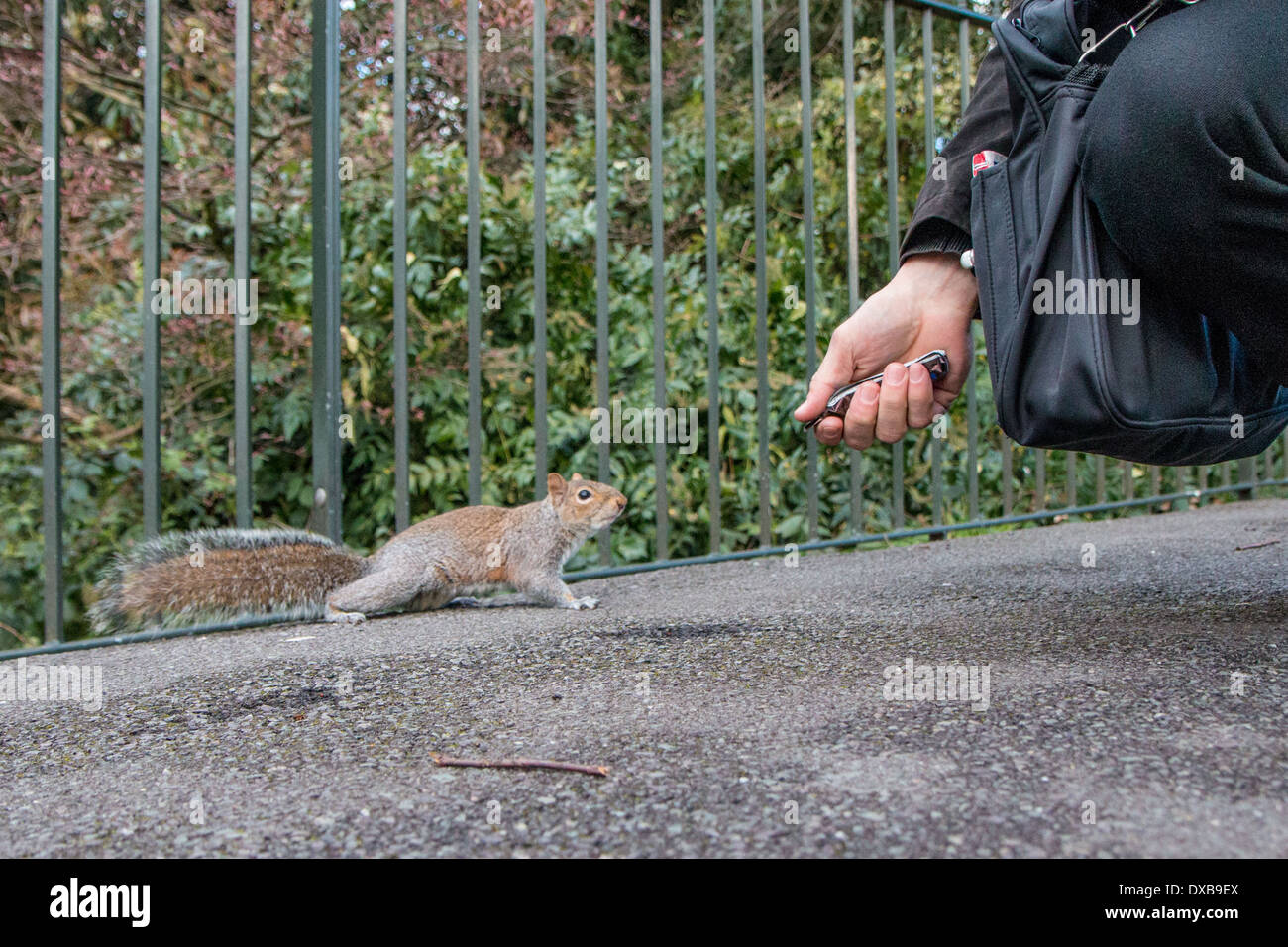 hand feeding a grey squirrel Stock Photo - Alamy