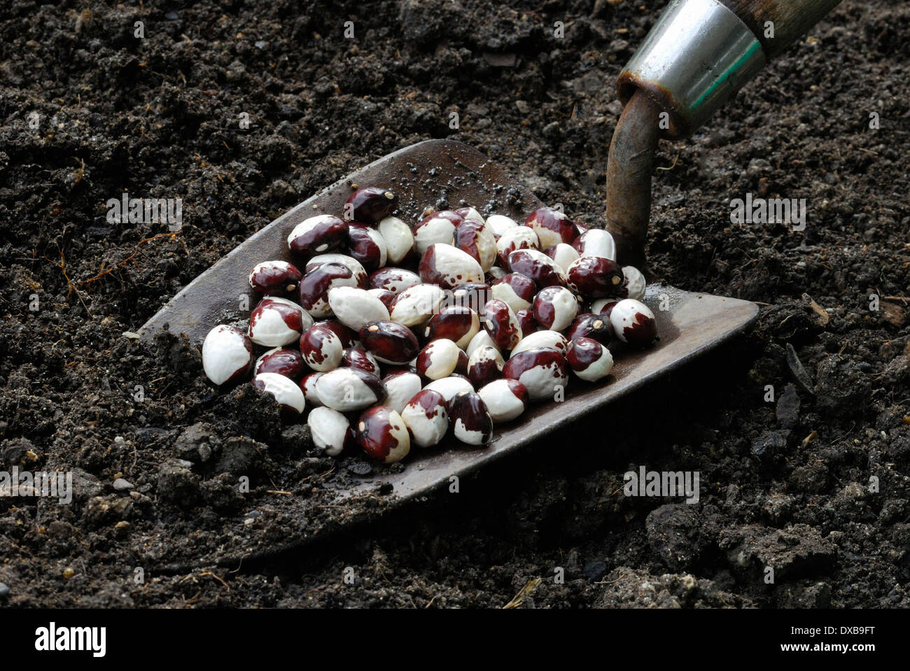 Common Bean Variety High Resolution Stock Photography and Images - Alamy