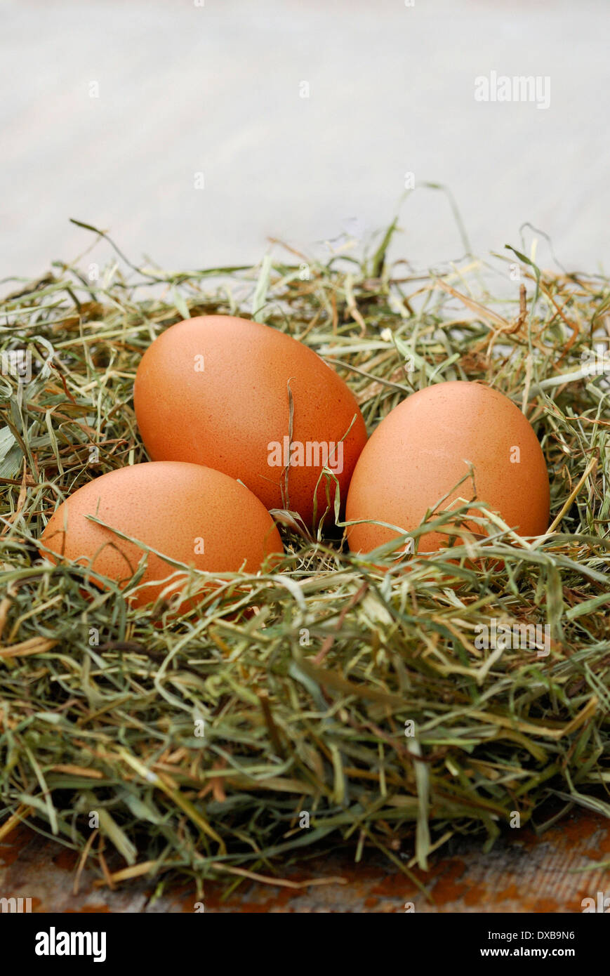 Eggs in nest Stock Photo - Alamy