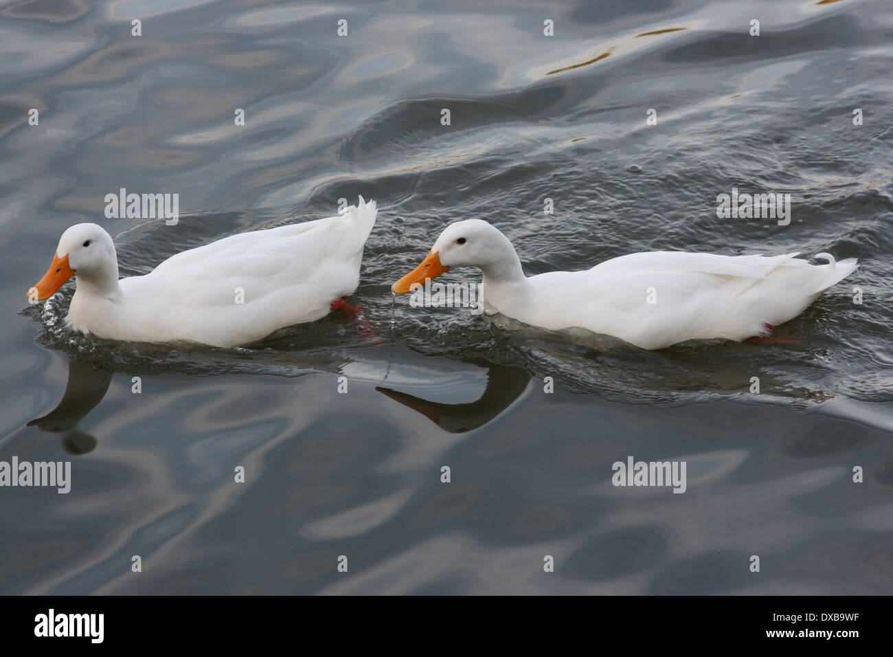 All white duck hi-res stock photography and images - Alamy