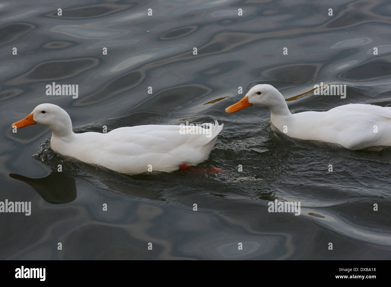 The white duck hi-res stock photography and images - Alamy