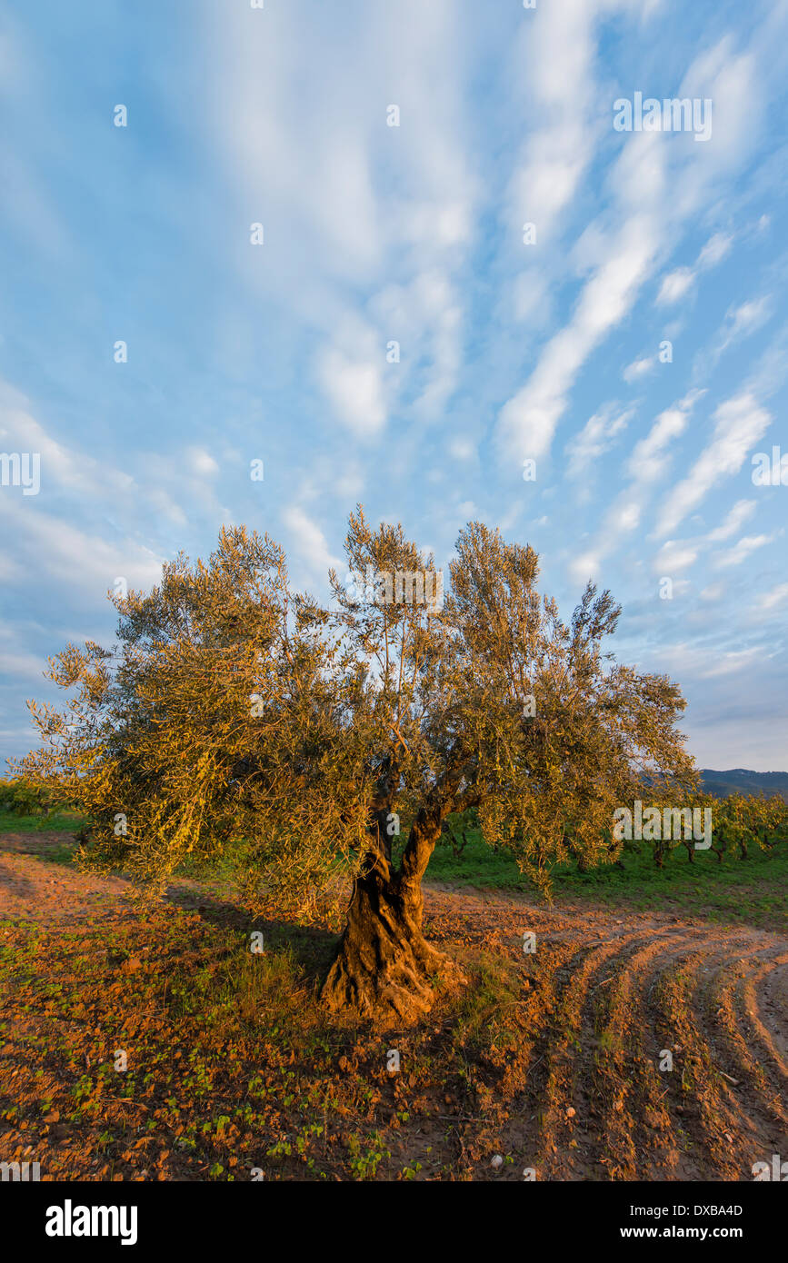 Olivo olive tree olea europaea hi-res stock photography and images - Alamy