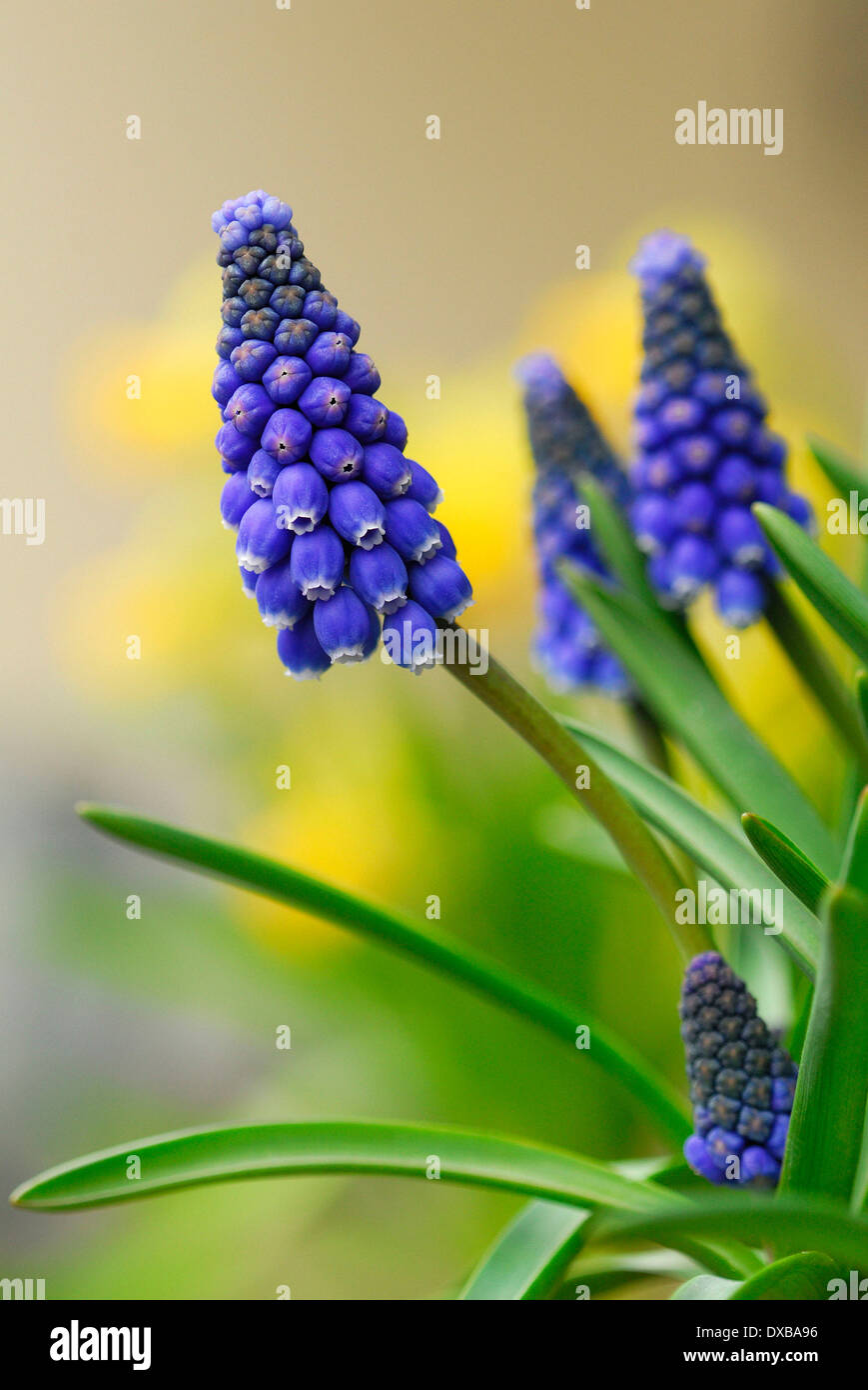 Muscari hi-res stock photography and images - Alamy