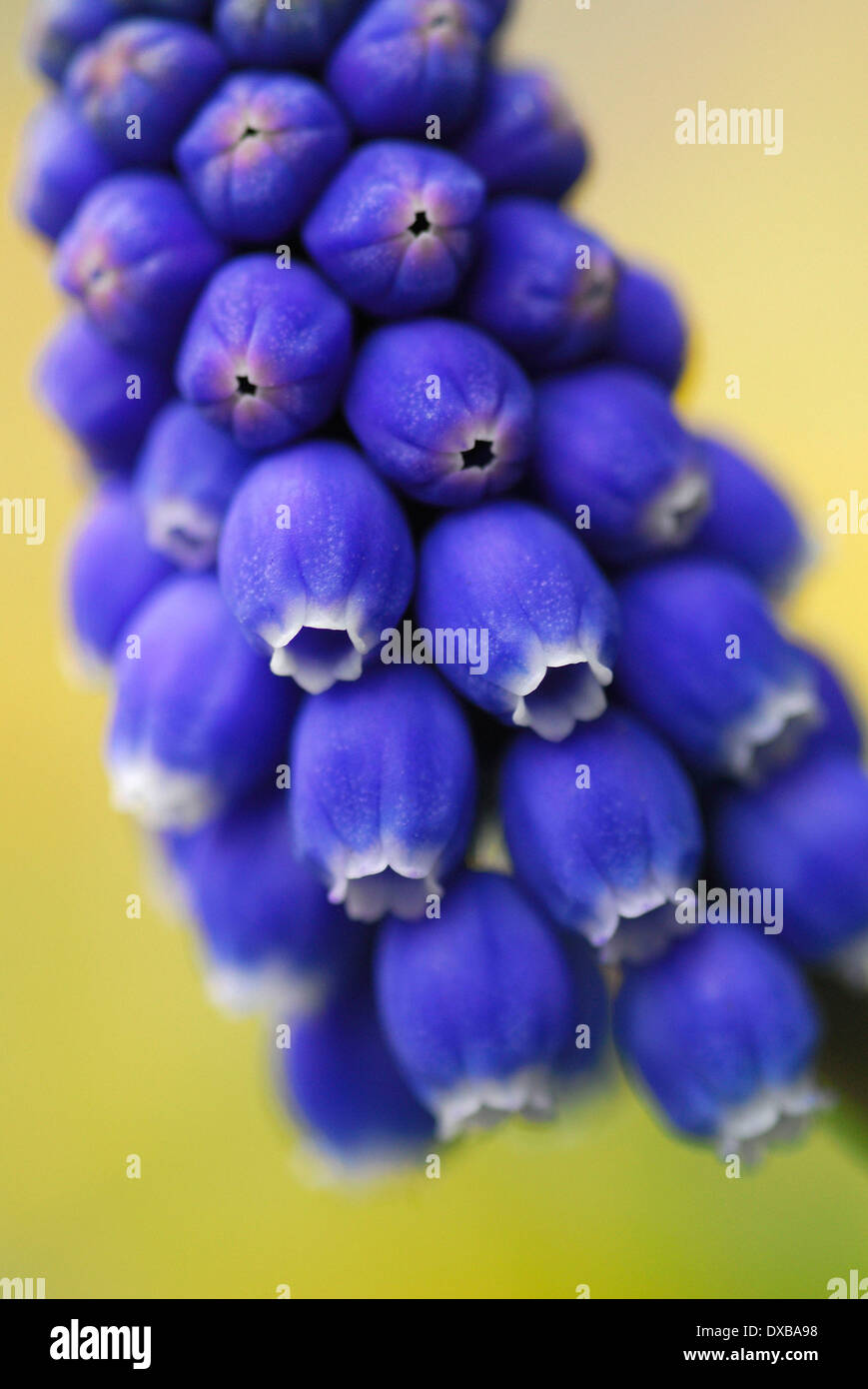 Muscari detail hi-res stock photography and images - Alamy