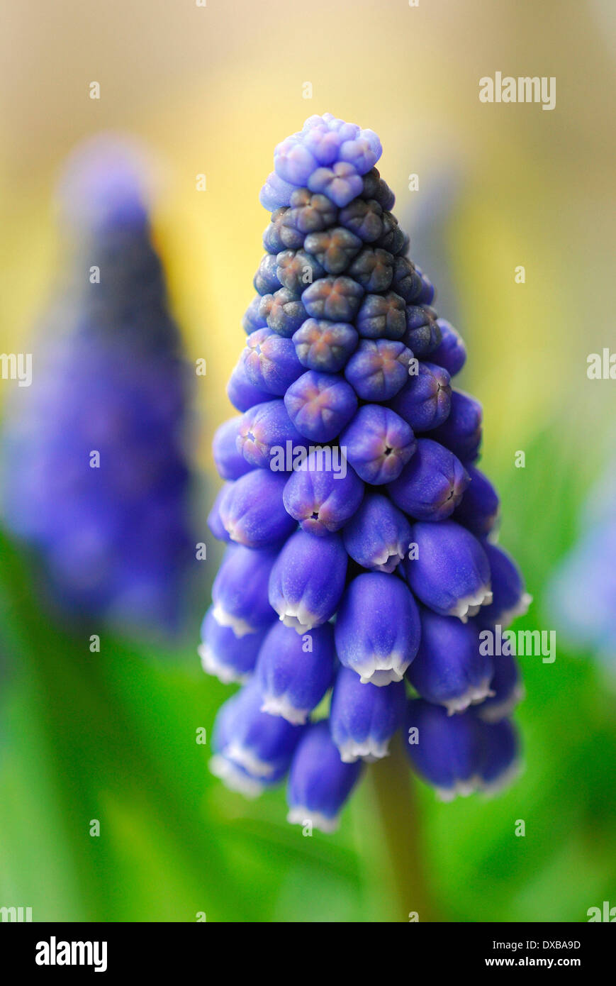 Muscari hi-res stock photography and images - Alamy