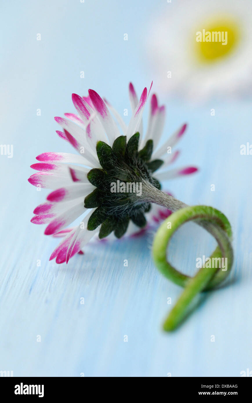 Daisy images hi-res stock photography and images - Alamy