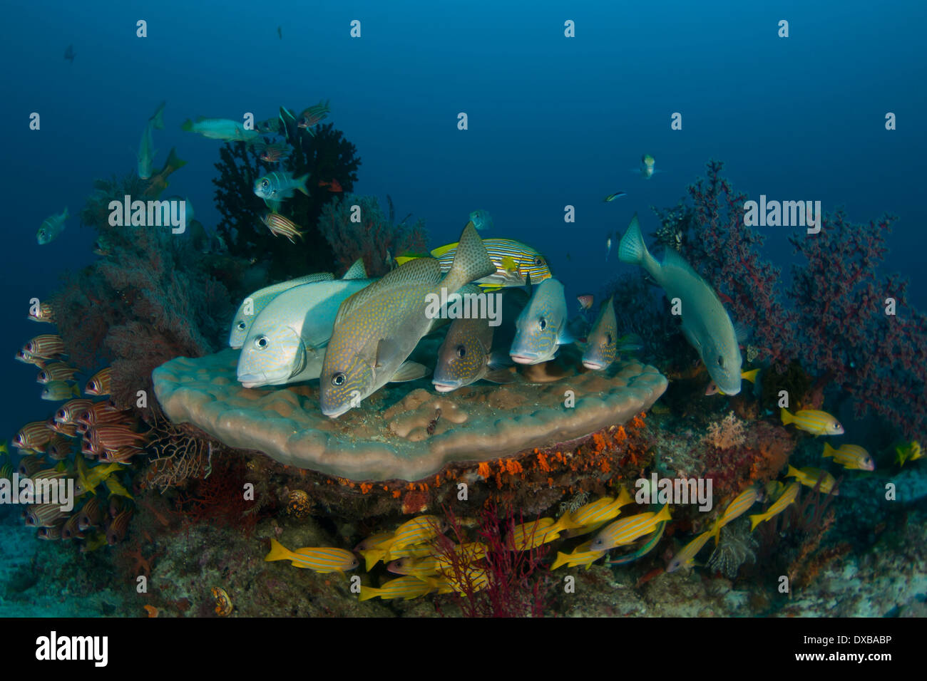 Blue Magic dive site, Dampier Strait, Raja Ampat, Indonesia Stock Photo ...