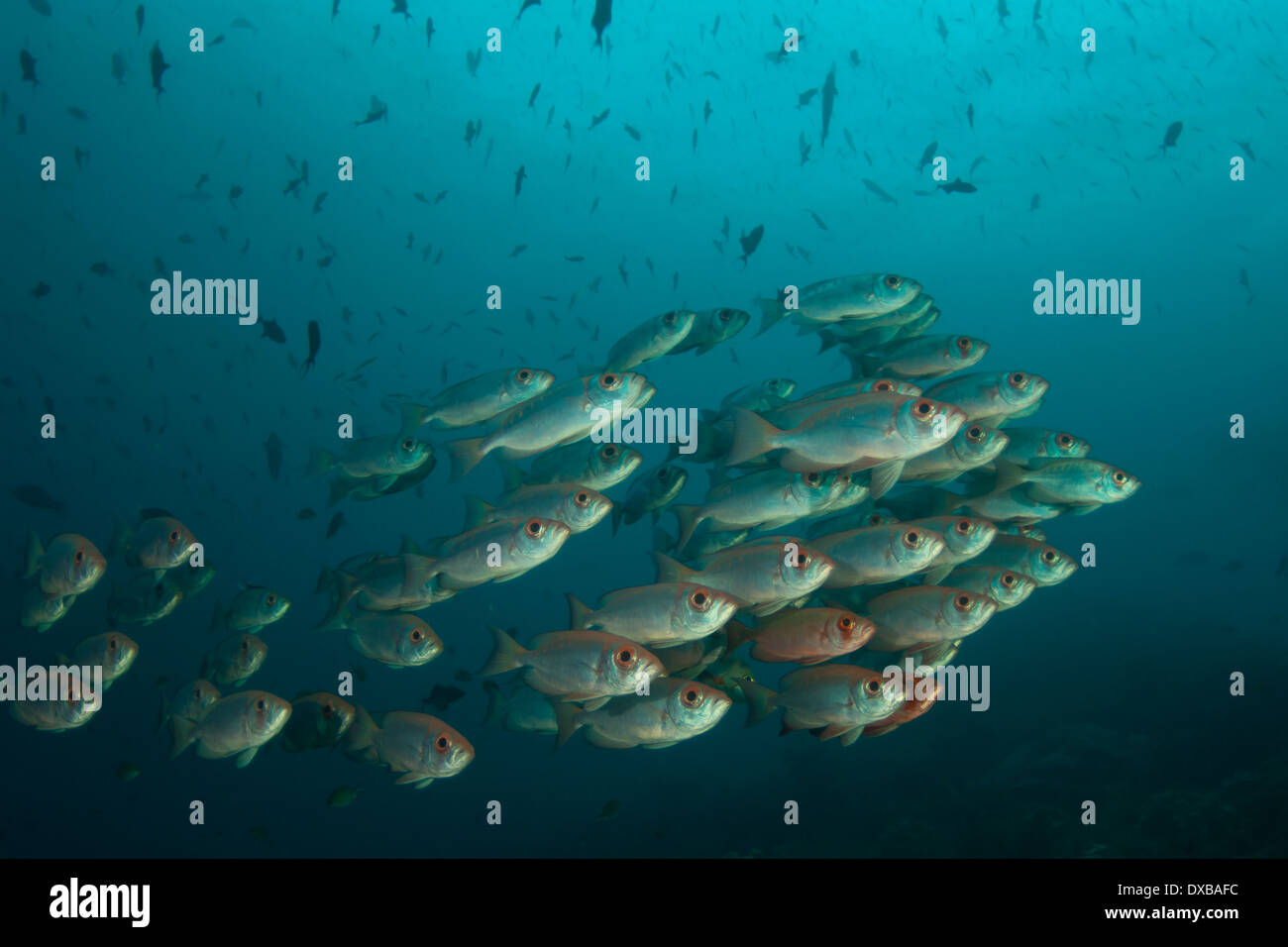 Blue Magic dive site, Dampier Strait, Raja Ampat, Indonesia Stock Photo ...