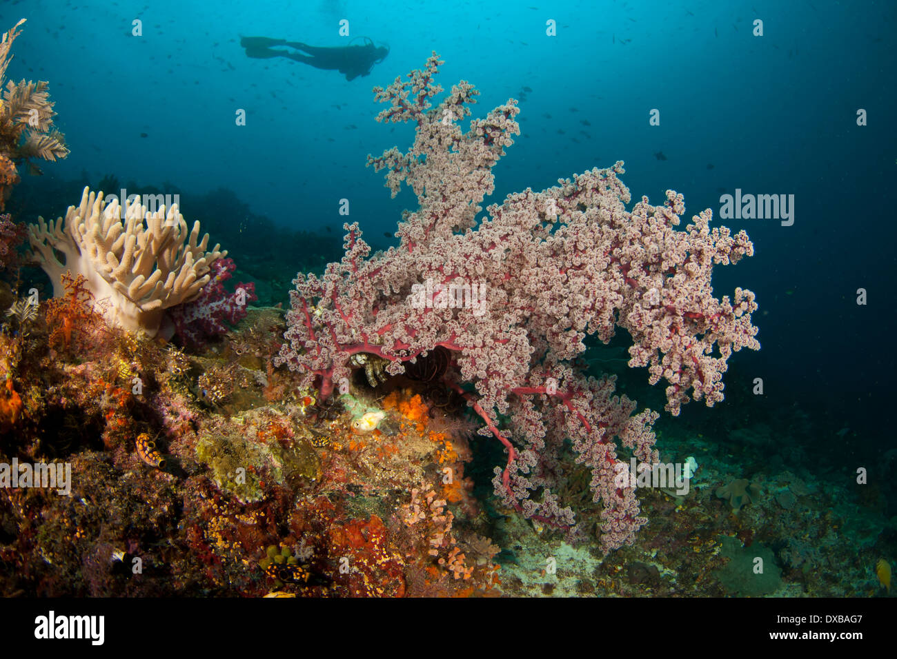 Blue Magic dive site, Dampier Strait, Raja Ampat, Indonesia Stock Photo ...