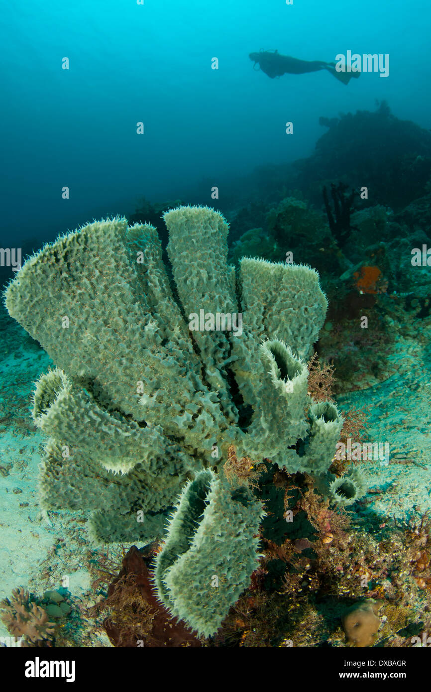 Mioskon Reef dive site, Dampier Strait, Raja Ampat, Indonesia Stock ...
