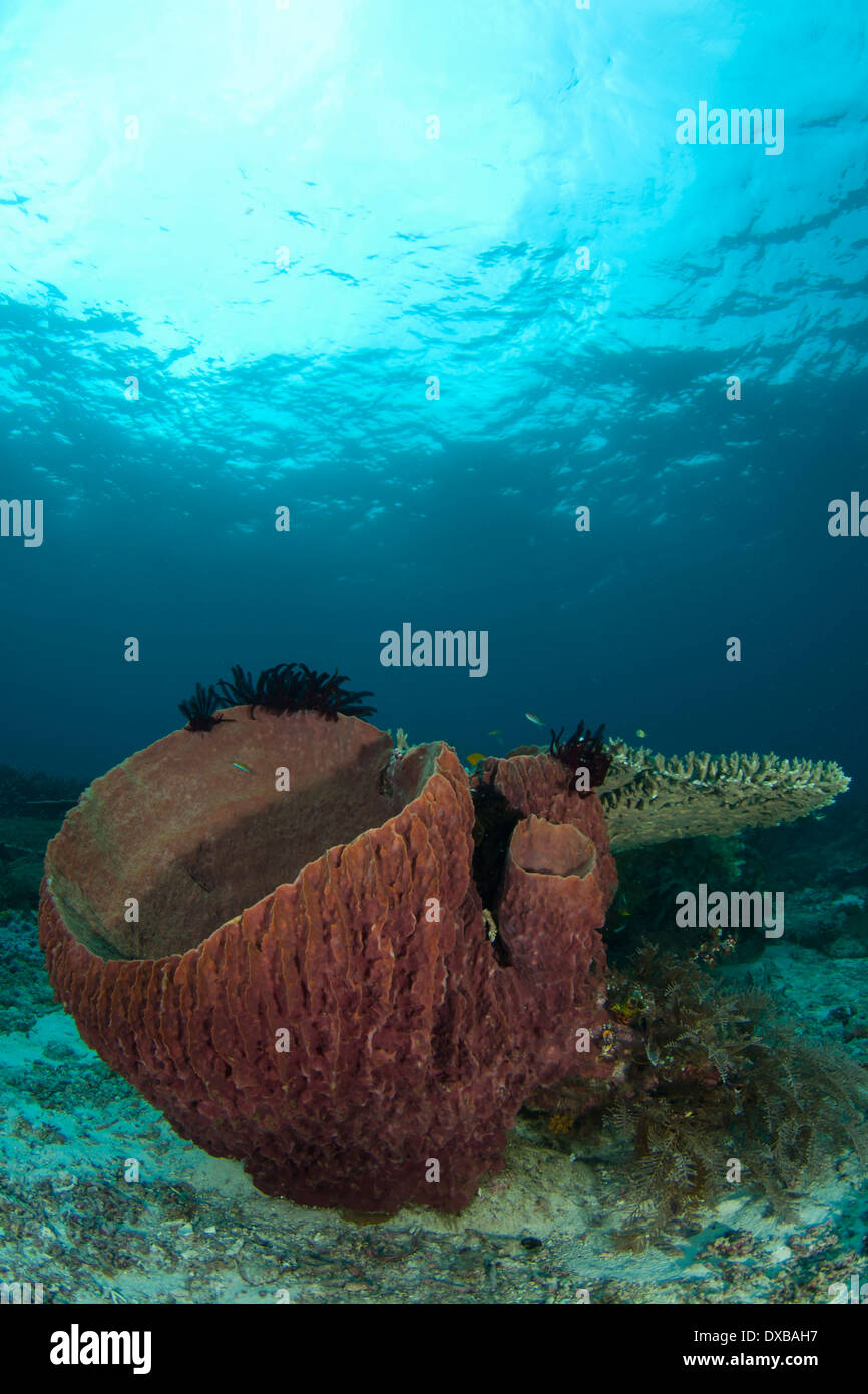 Barrel Sponge on tropical coral reef, Melissa'sGarden dive site, Penemu ...