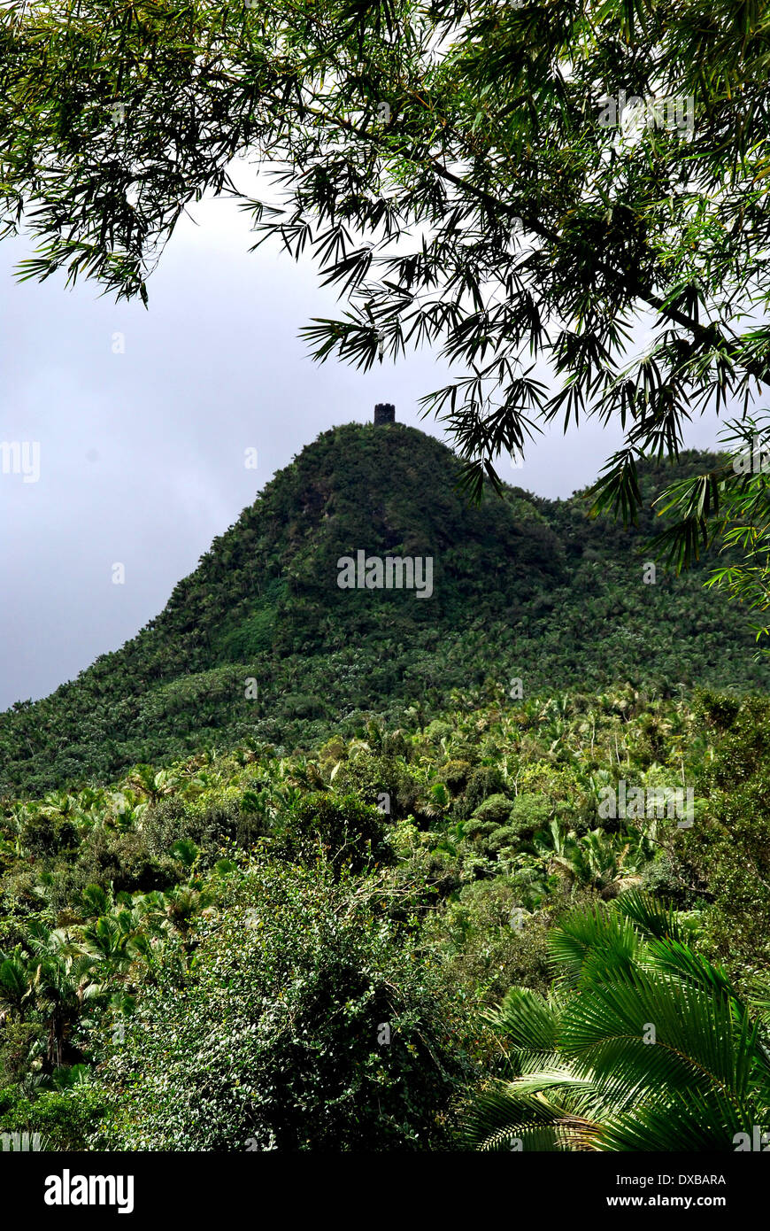 El Yunque National rain forest on the island of Puerto Rico Stock Photo ...