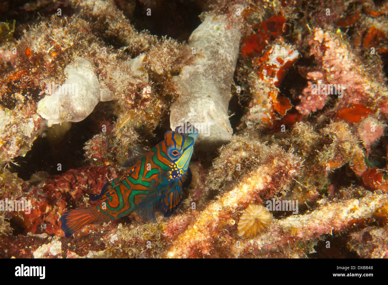 Synchiropus splendidus hi-res stock photography and images - Alamy