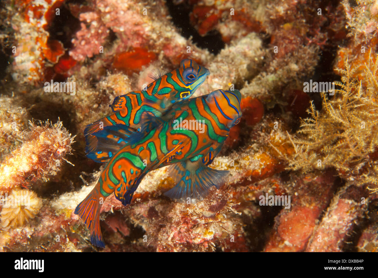 Mandarin fish hi-res stock photography and images - Alamy