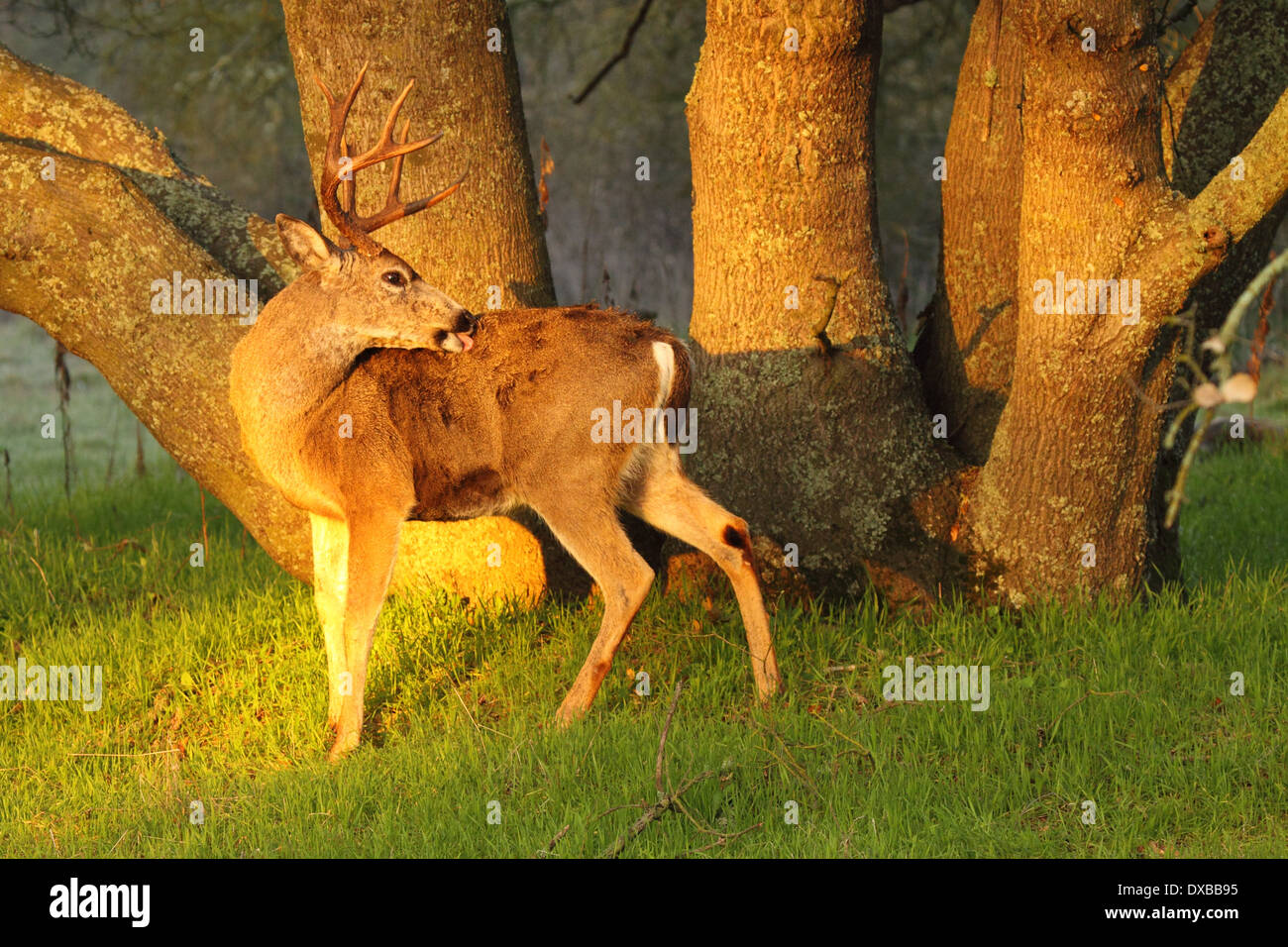 A Black-tailed Deer buck grooming by a large tree Stock Photo - Alamy