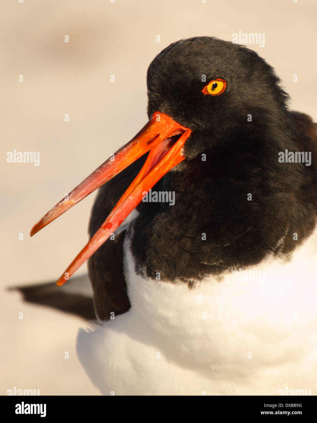 Calling for a mate hi-res stock photography and images - Alamy