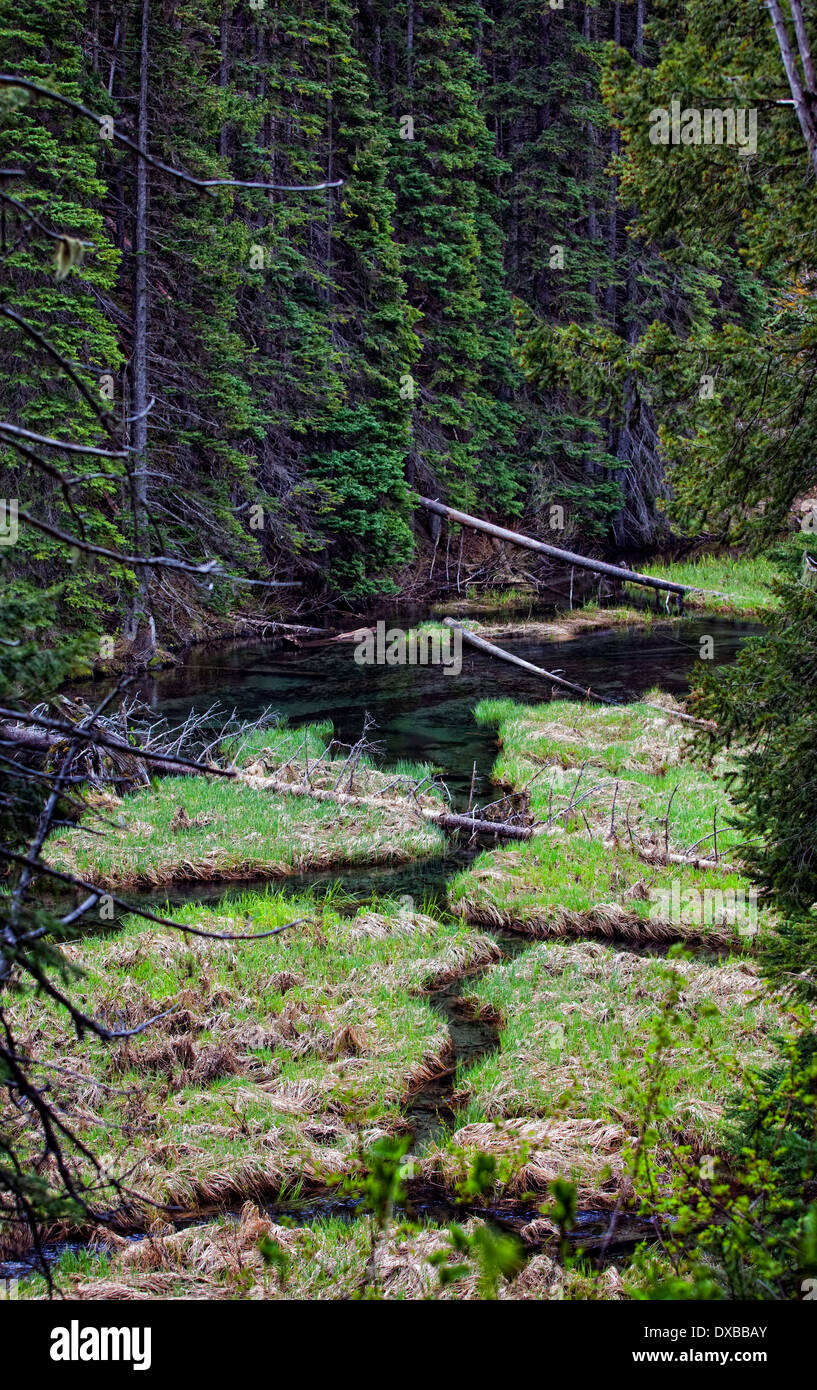 Wetlands and Forest Meet Stock Photo - Alamy