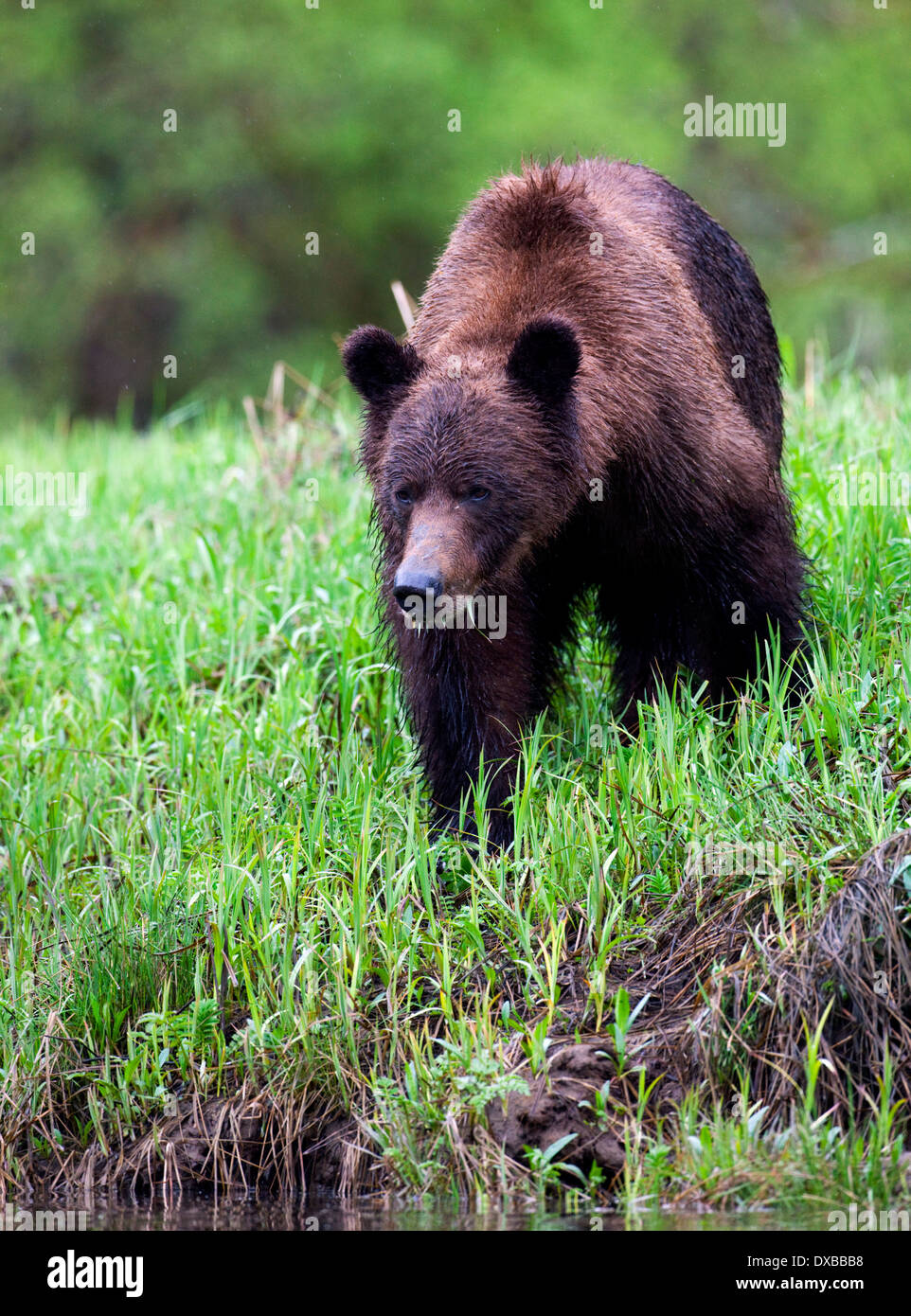 Great Bear Rainforest Trailer at Kathy Morelli blog