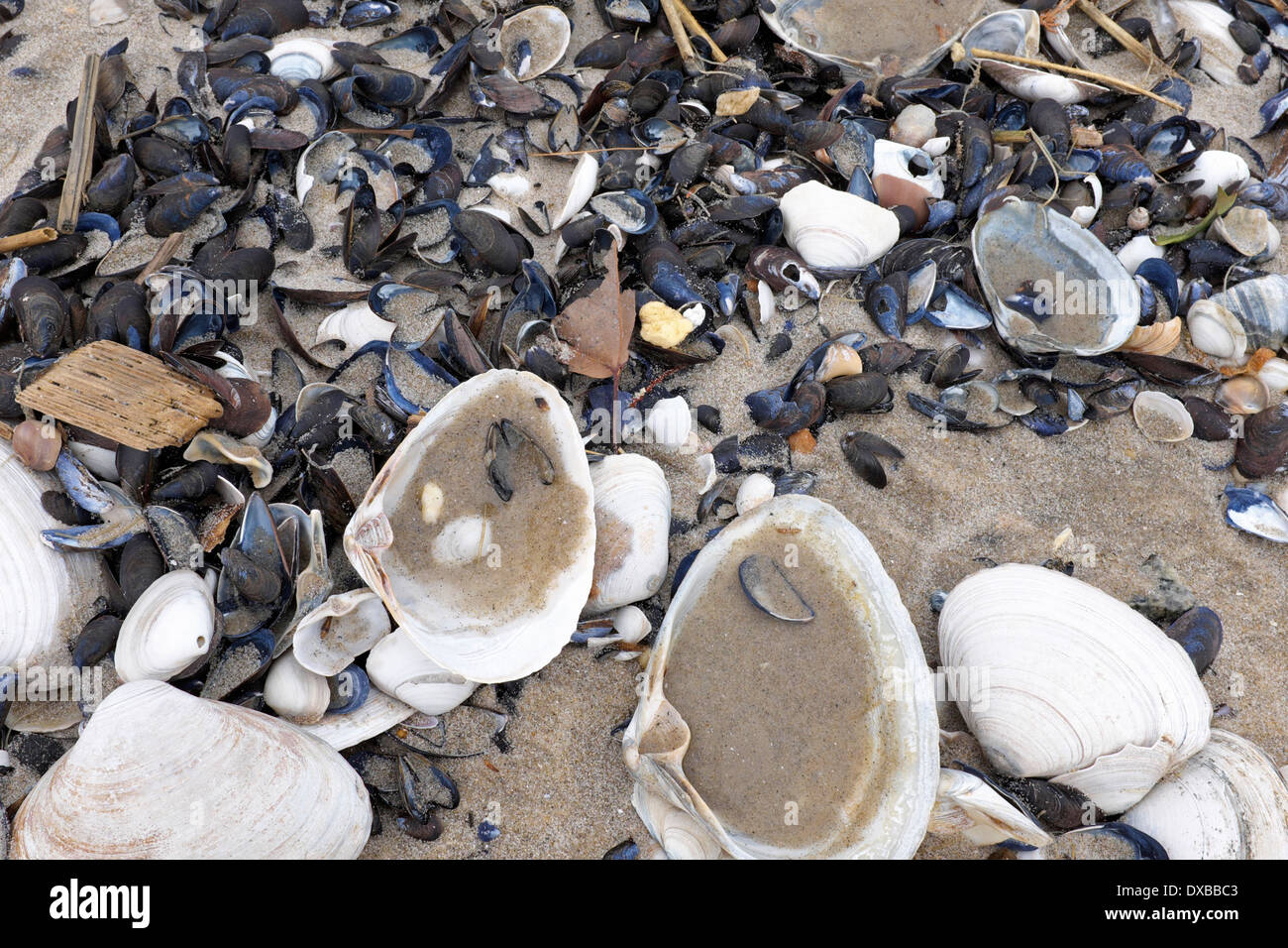 Washed up shells hi-res stock photography and images - Alamy