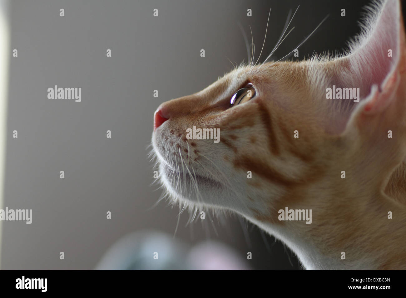 A staring cat Stock Photo - Alamy