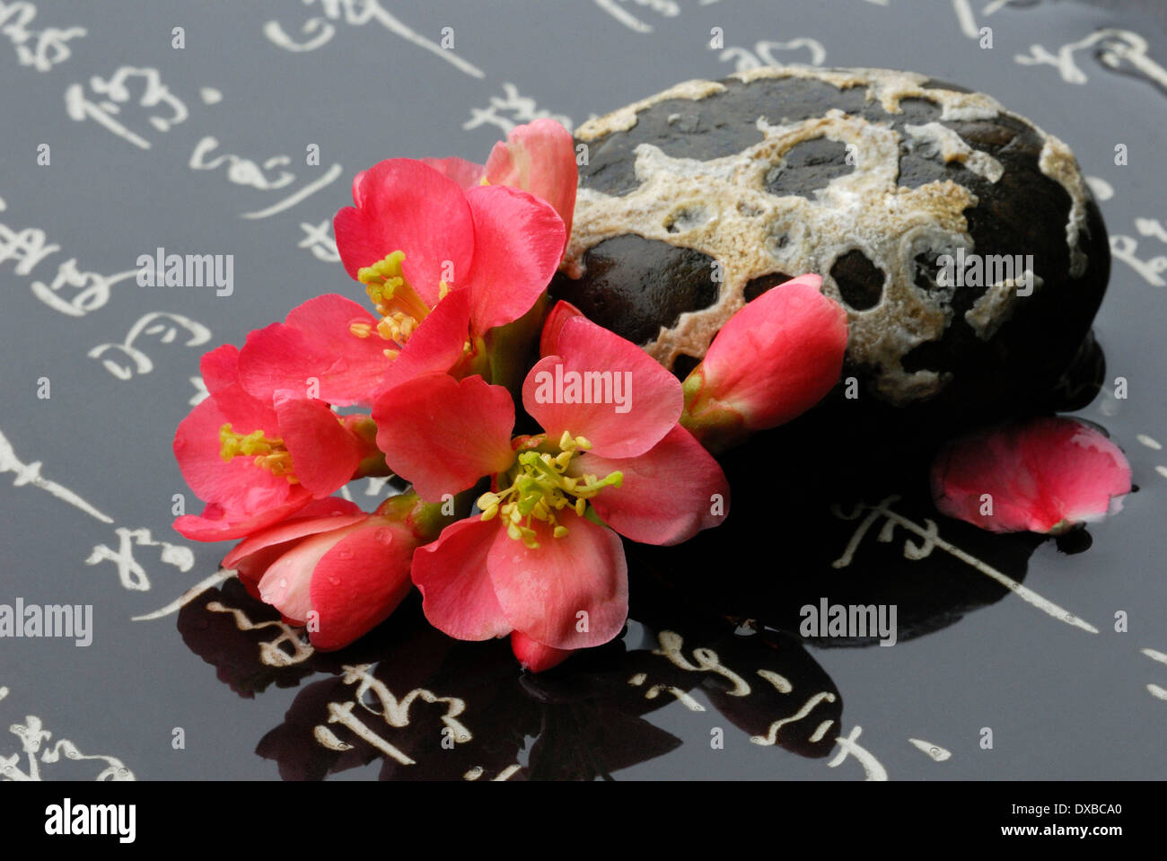 Japanese quince hi-res stock photography and images - Alamy