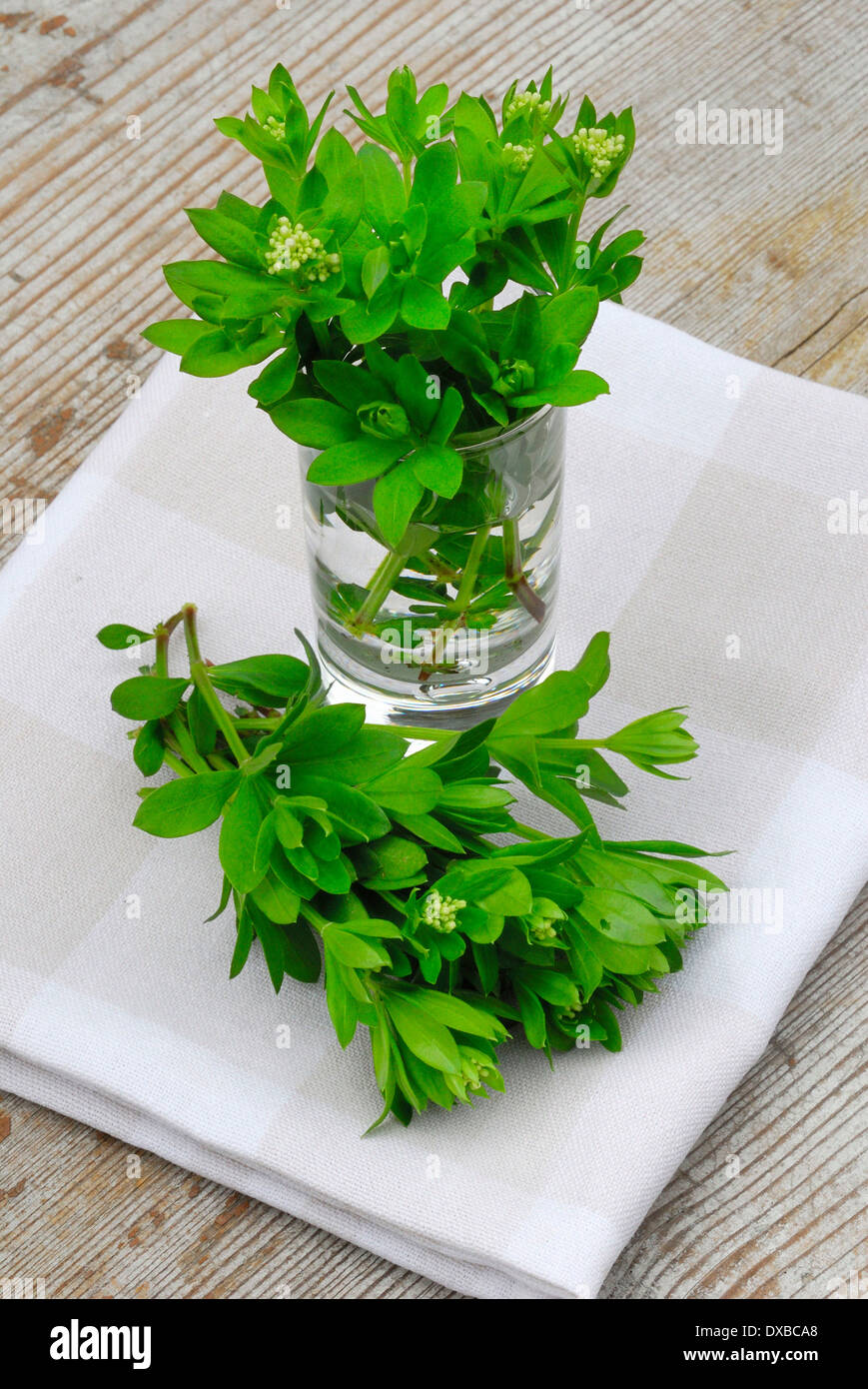 Woodruff healing hi-res stock photography and images - Alamy