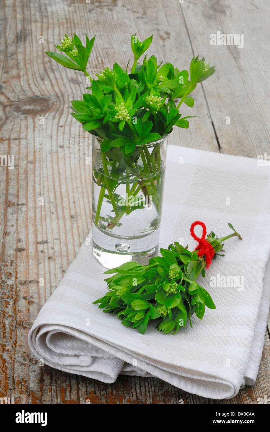 Woodruff healing hi-res stock photography and images - Alamy