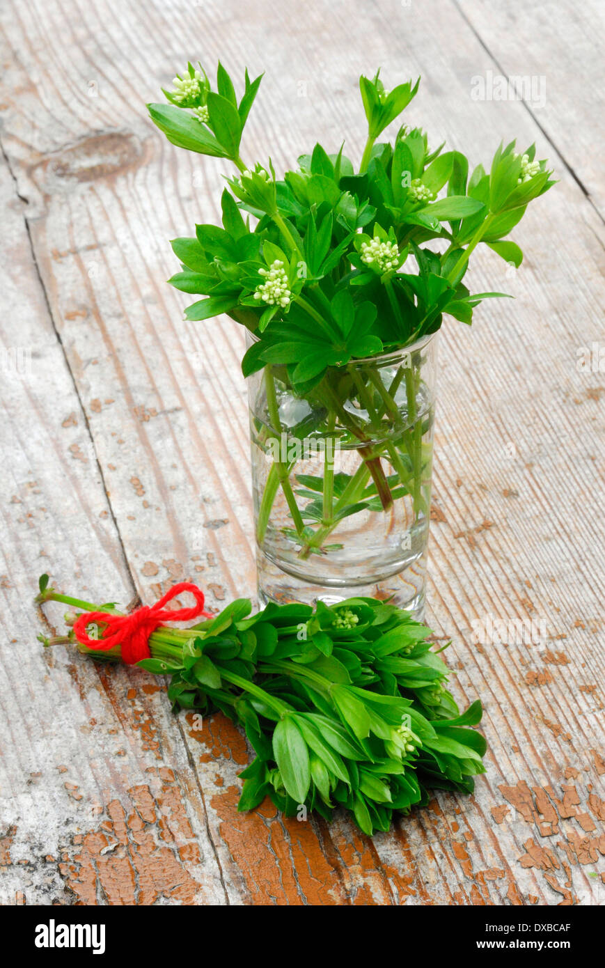 Woodruff hi-res stock photography and images - Alamy