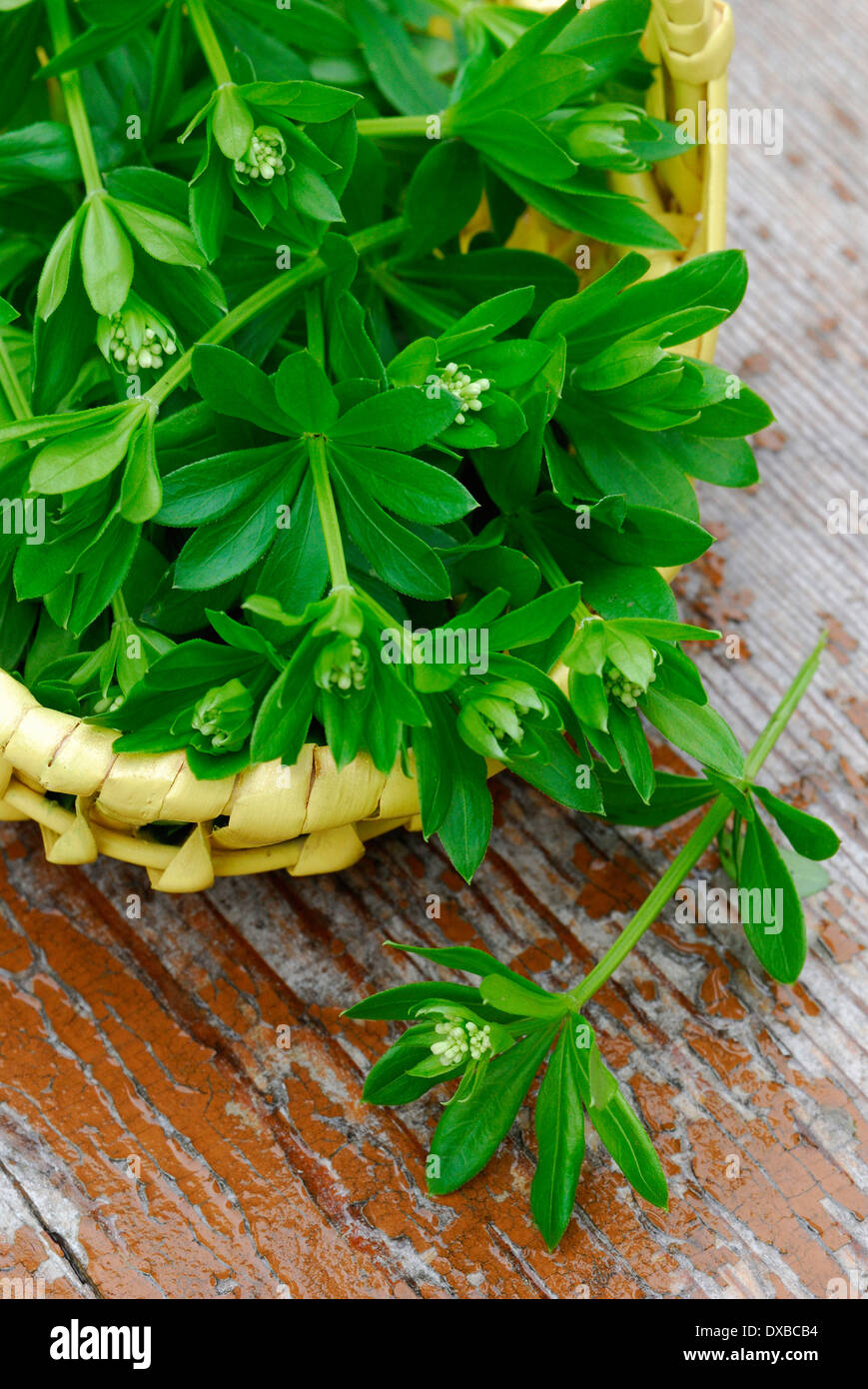Woodruff herb hi-res stock photography and images - Alamy