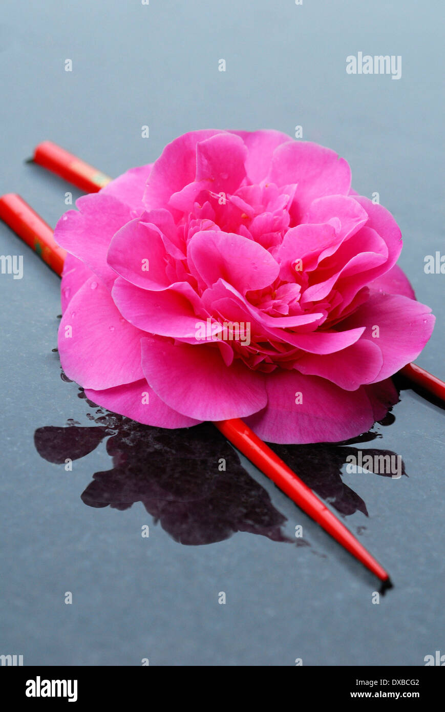 Camellia debbie hi-res stock photography and images - Alamy
