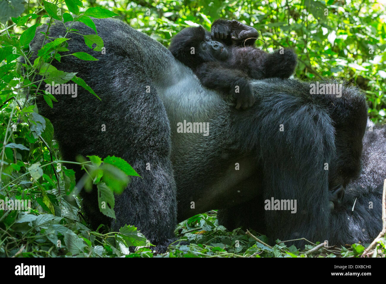 Silverback Gorilla Baby