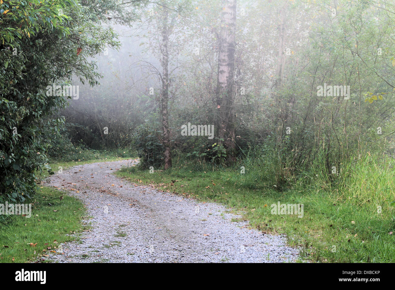 Pathway tranquil nature fog hi-res stock photography and images - Alamy