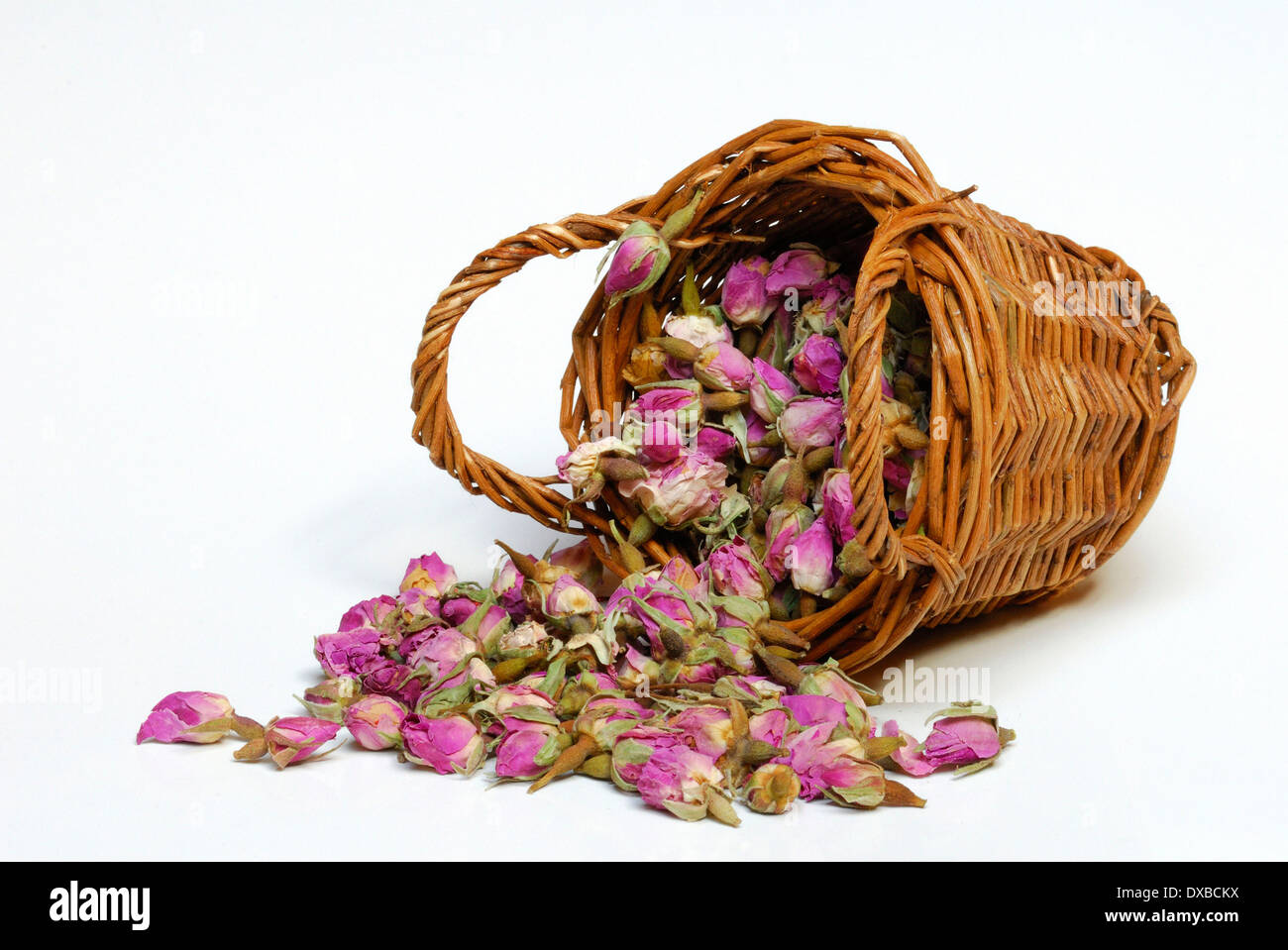 Rose buds isolated hi-res stock photography and images - Alamy