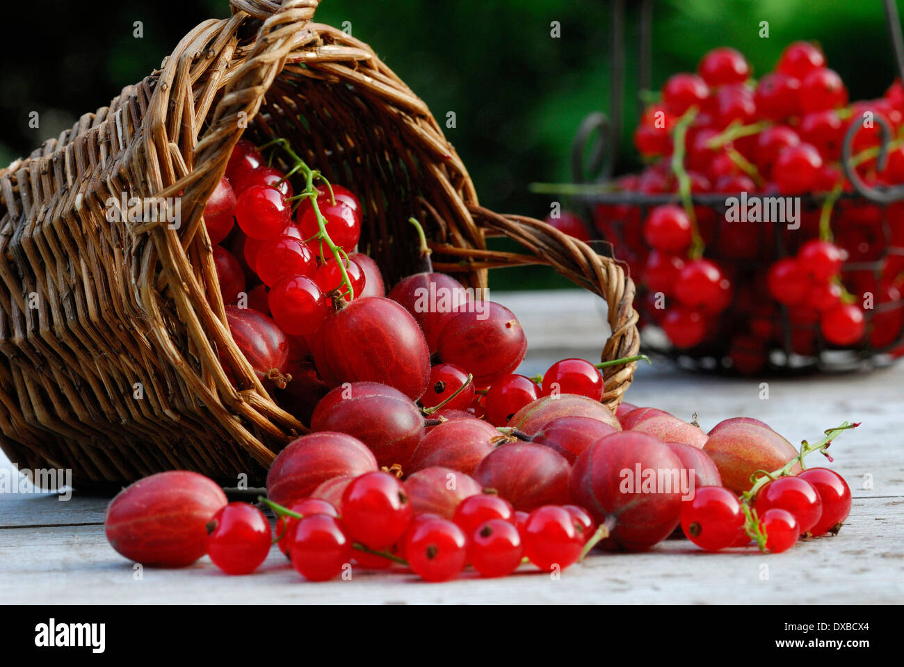 Gooseberry currant hi-res stock photography and images - Alamy