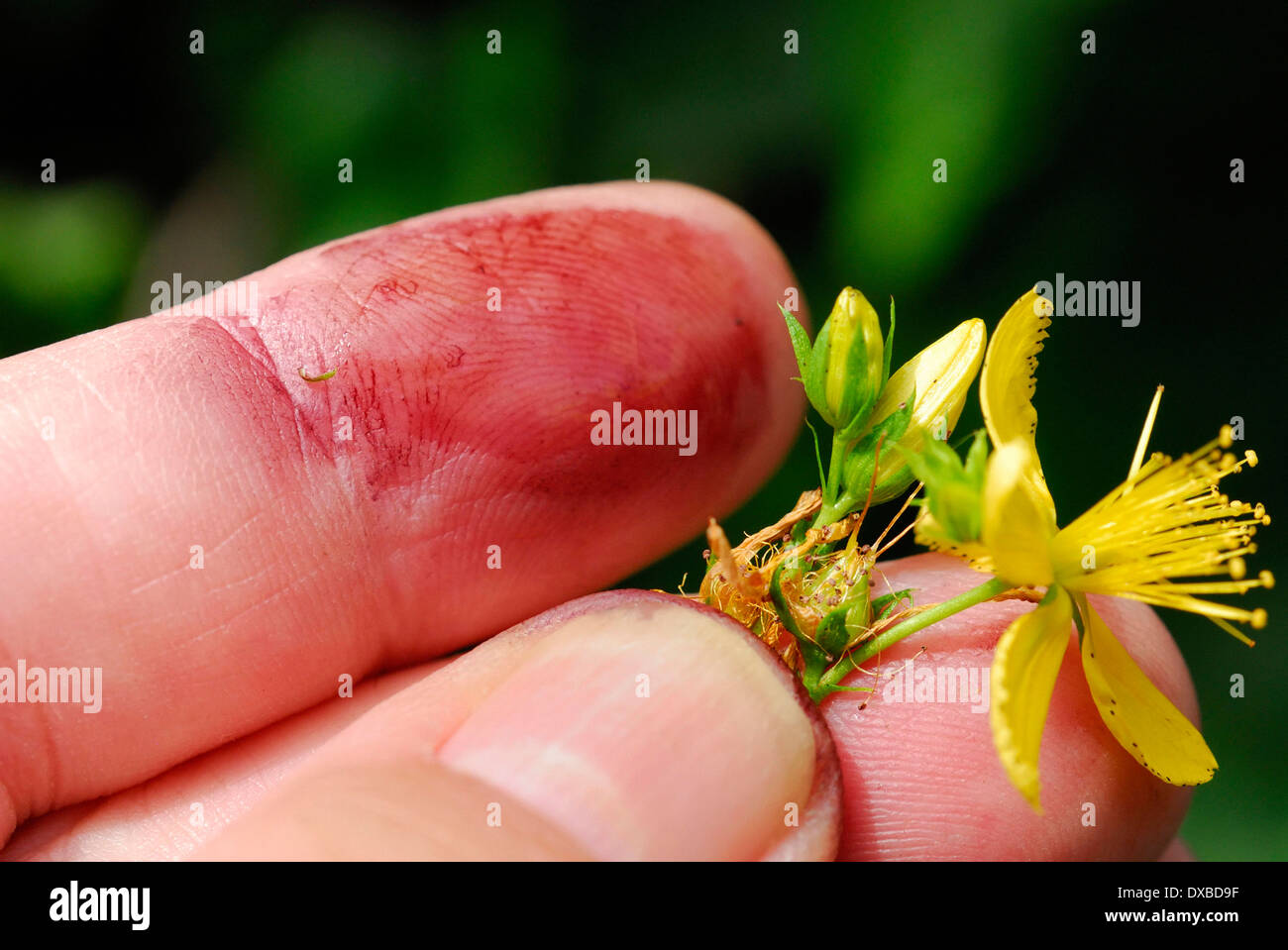 Hypericum perforatum medicine hi-res stock photography and images - Alamy