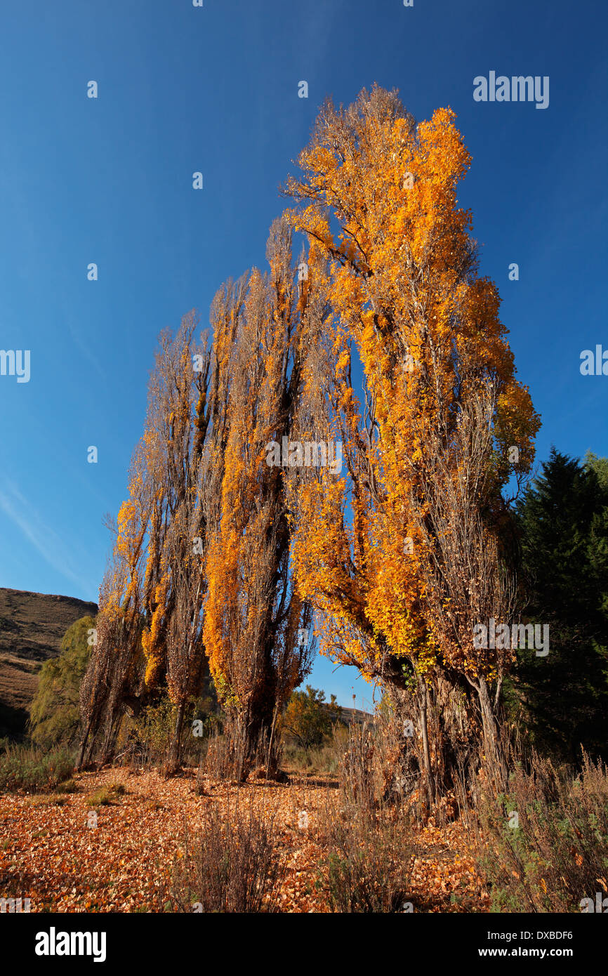 Autumn (fall) landscape with colorful poplar trees, South Africa Stock ...