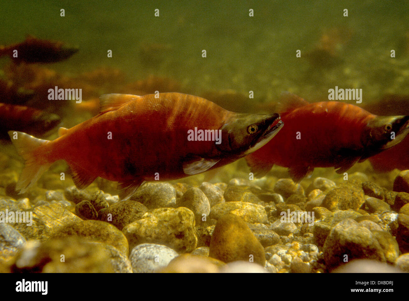 Spawning Kokanee High Resolution Stock Photography and Images - Alamy