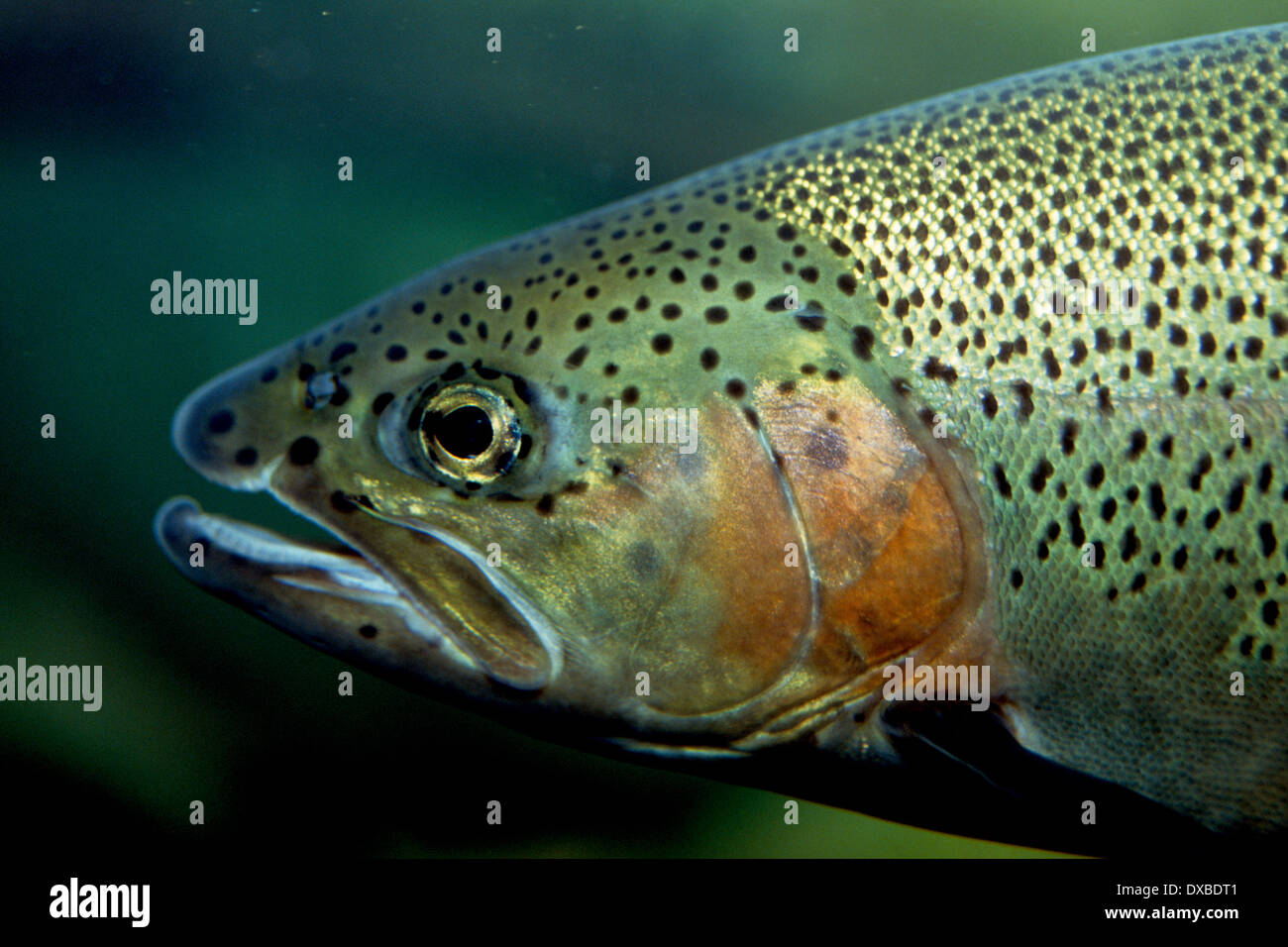 Operculum fish hi-res stock photography and images - Alamy