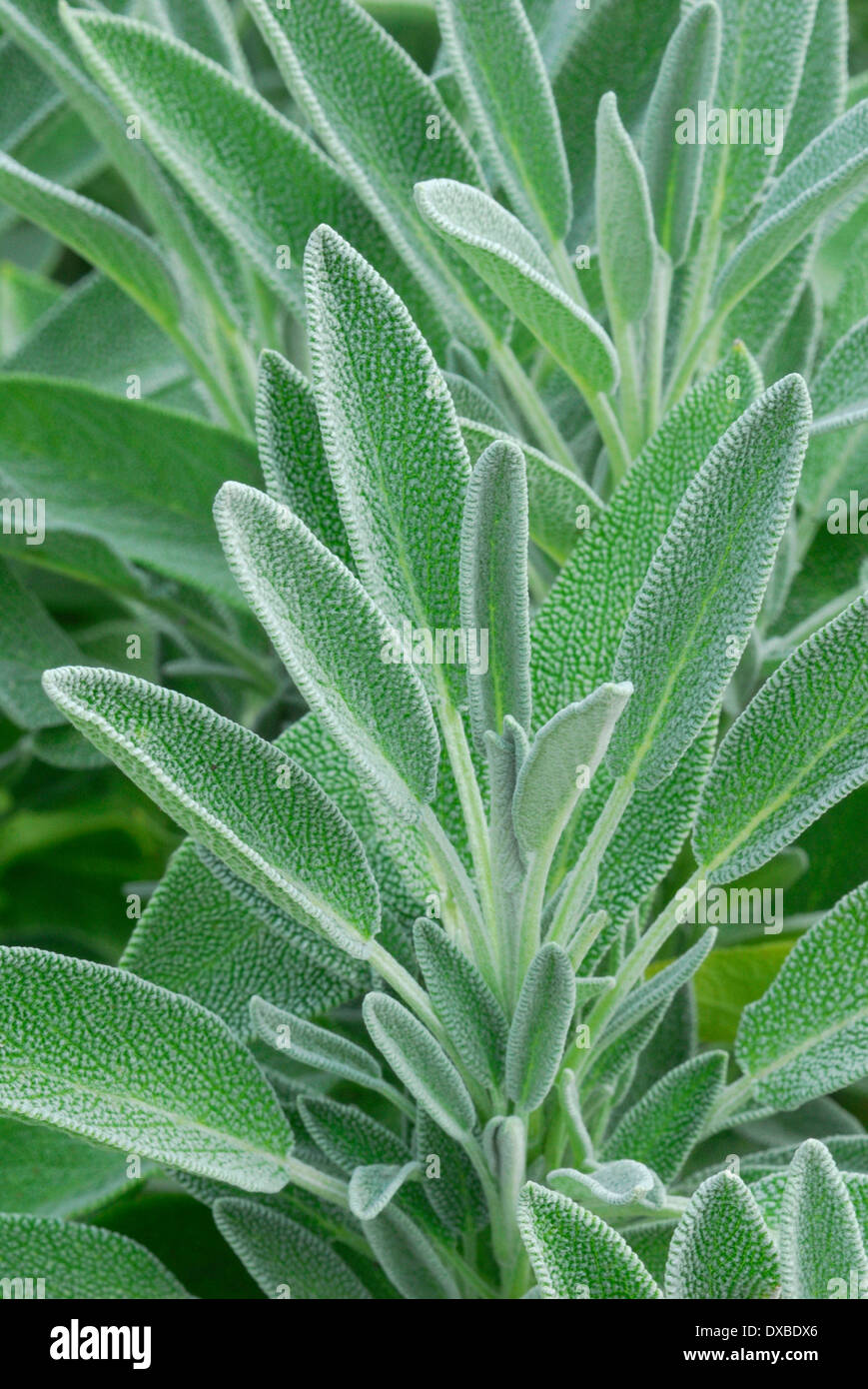 Salvia officinalis hi-res stock photography and images - Alamy