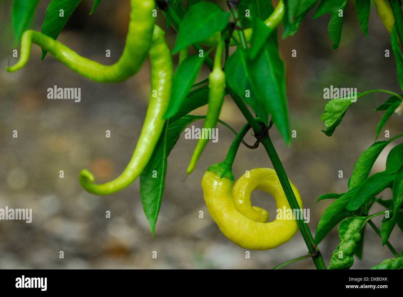 Capsicum annuum plants hi-res stock photography and images - Alamy