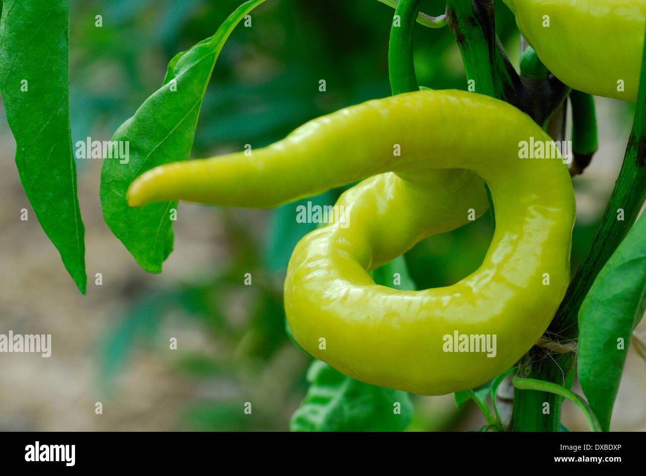 Capsicum annuum plants hi-res stock photography and images - Alamy