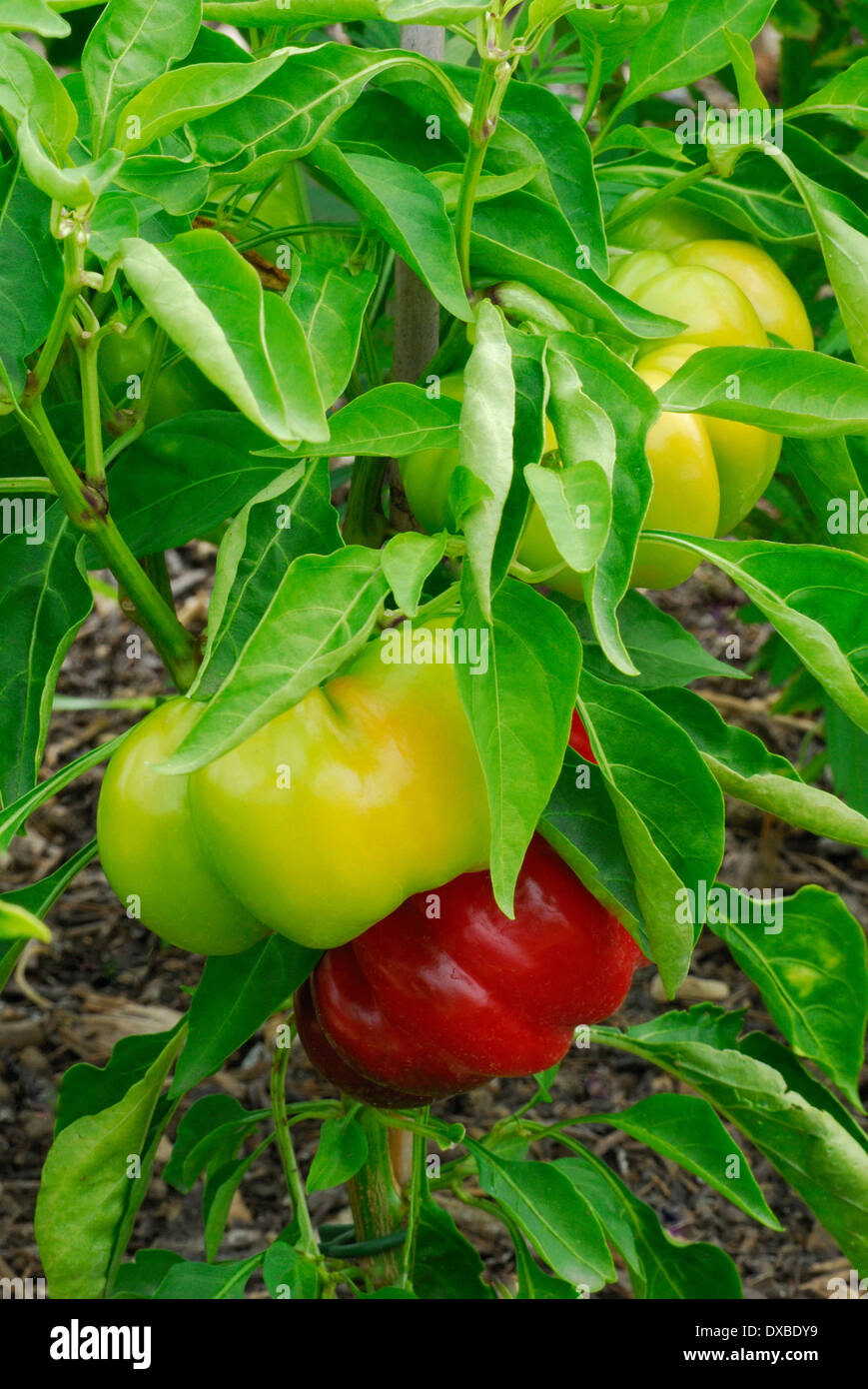 Capsicum annuum plants hi-res stock photography and images - Alamy