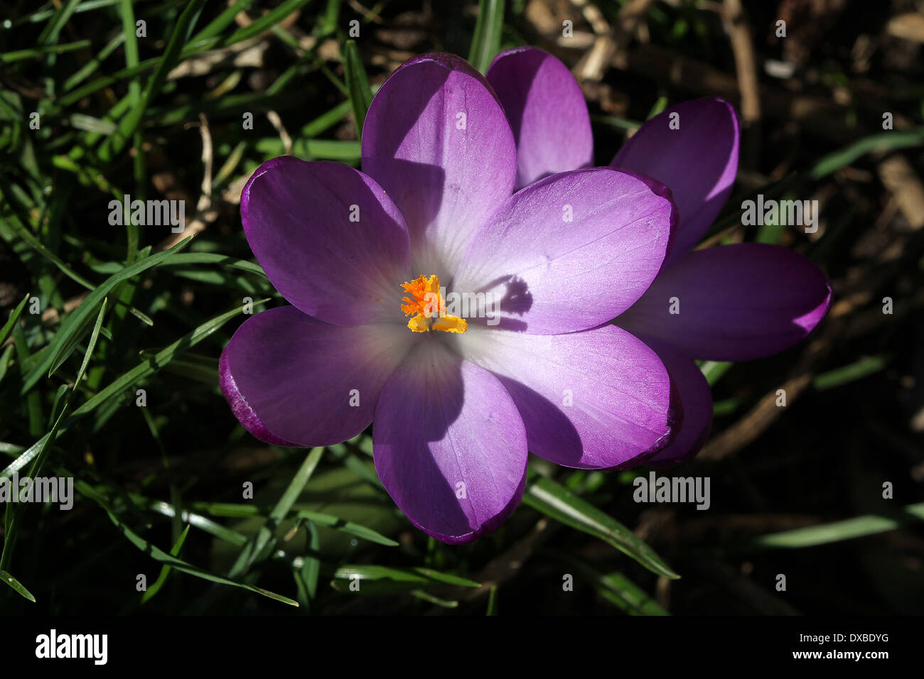 Crocus seeds hi-res stock photography and images - Alamy