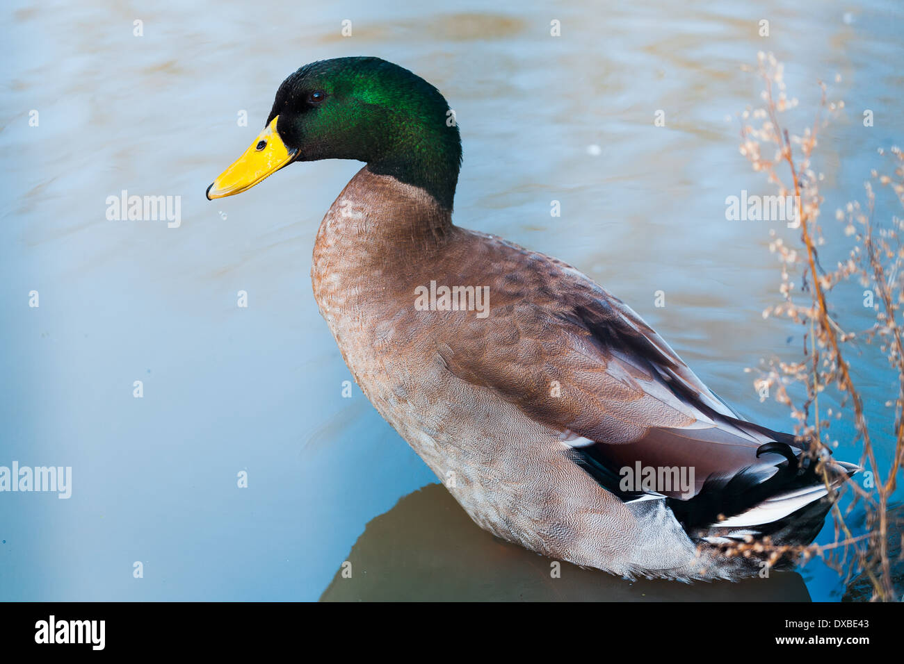Funny mallard hi-res stock photography and images - Alamy