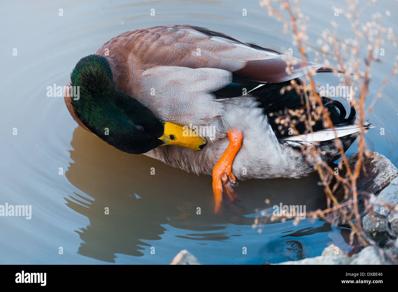 Mallard feather green hi-res stock photography and images - Alamy